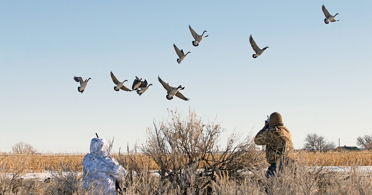 Shotgunning: Shooting from Blinds | Ducks Unlimited
